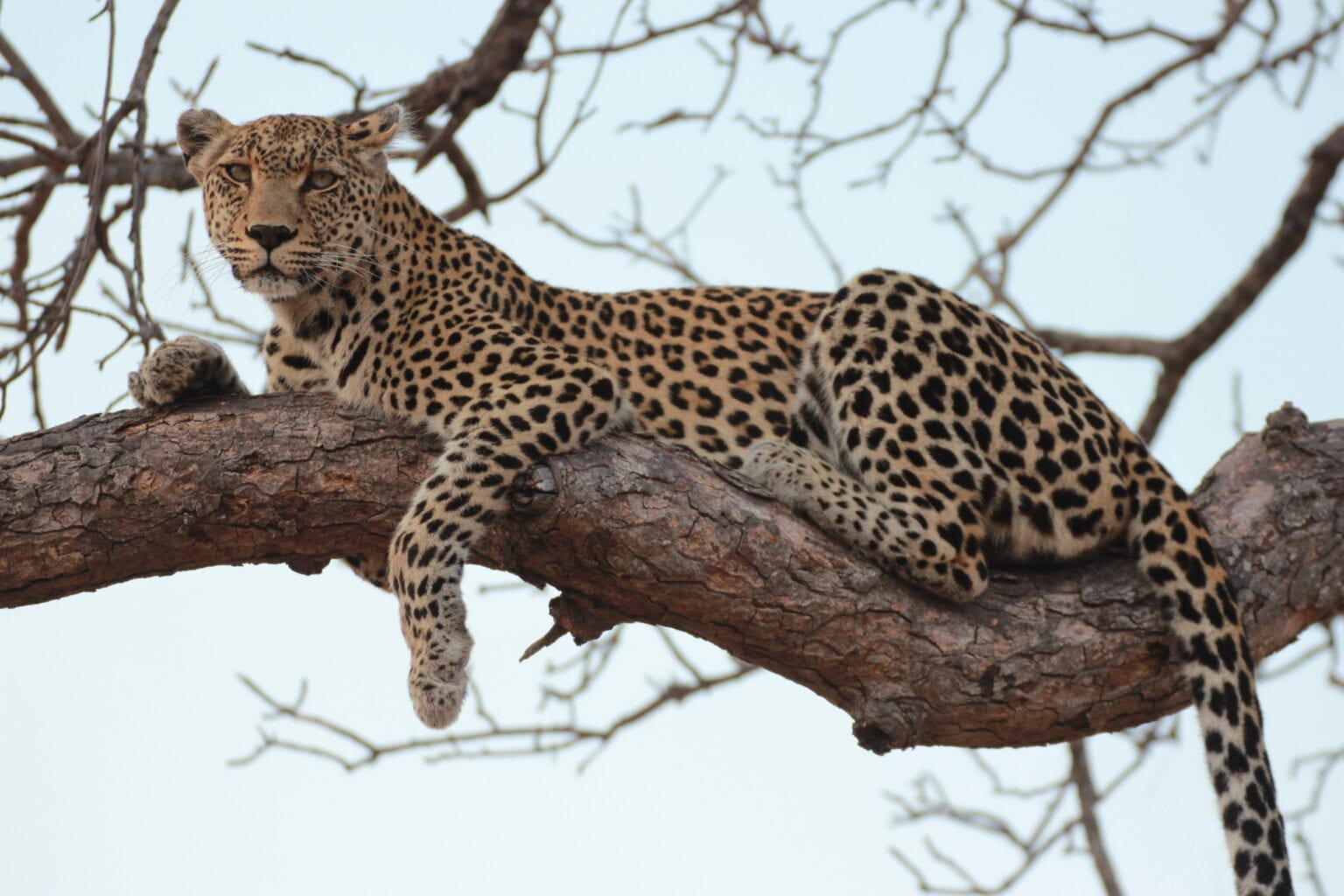 Southern Cross Shongololo Express Rail tour award winning sustainable ...